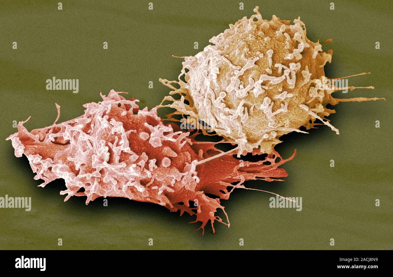 Macrophage cells. Coloured scanning electron micrograph (SEM) of macrophage white blood cells ...