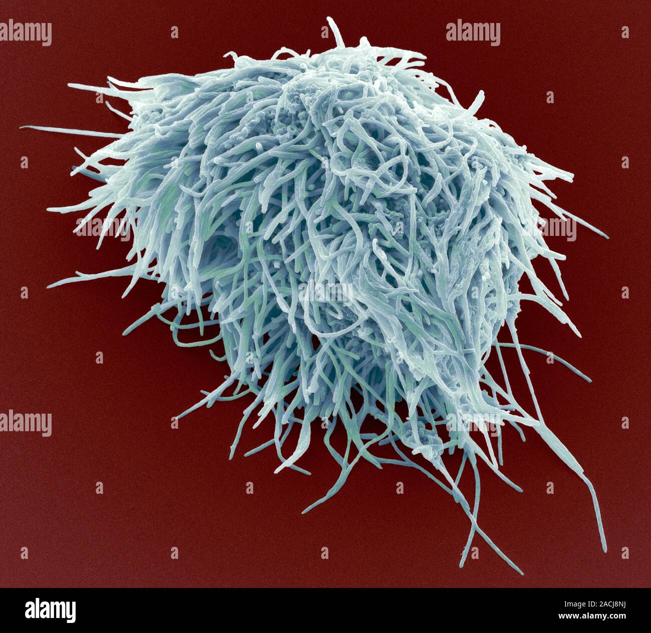 Plaque-forming bacteria, coloured scanning electron micrograph (SEM ... Plaque-forming bacteria, coloured scanning electron micrograph (SEM ...