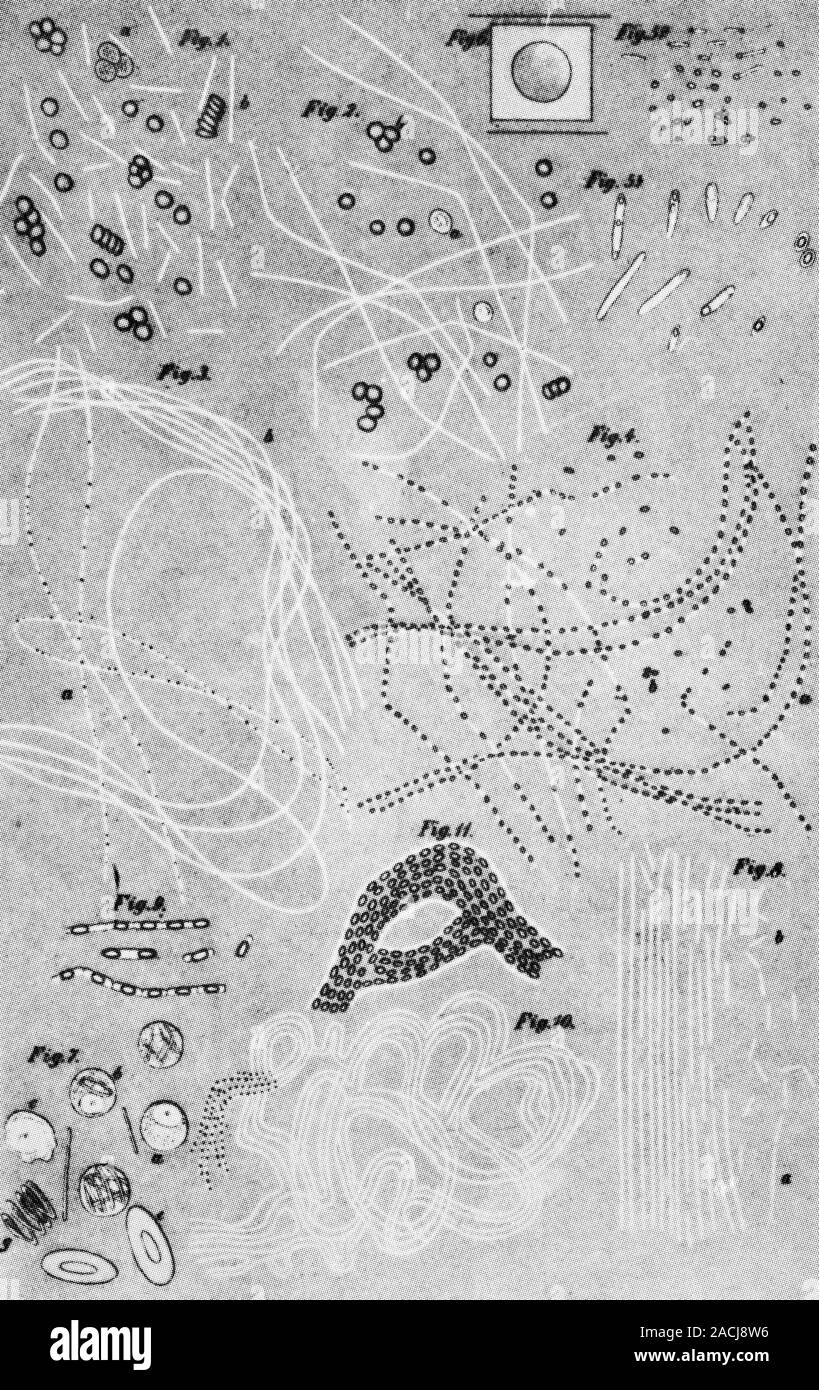 Anthrax cultures. 1876 diagram of Bacillus anthracis (Anthrax) bacteria ...