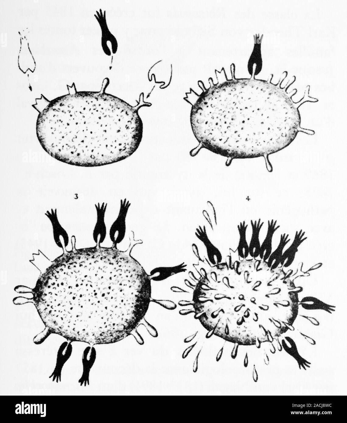 Ehrlich's side-chain theory, artwork. 1900 diagram by the German ...