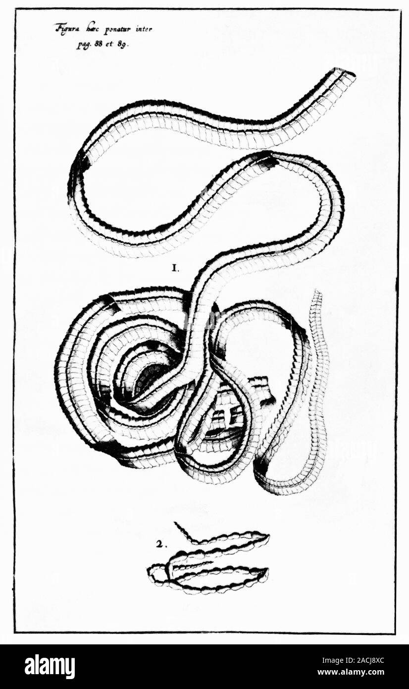 Tapeworm, historical artwork. First recording of the Lumbricus latus ...