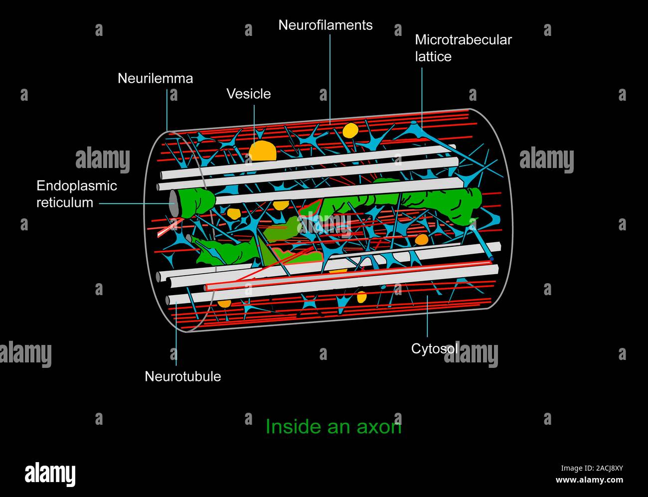Axon anatomy. Diagram of the anatomical structure of an axon, the main ...