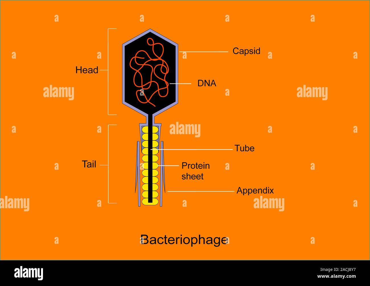 Bacteriophage. Diagram of the anatomical structure of a bacteriophage, a virus that targets ...