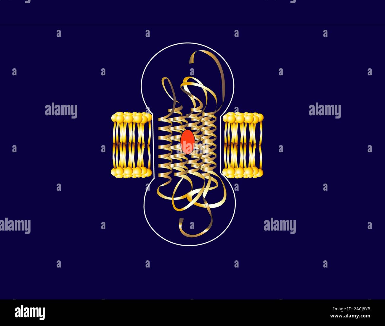 Bacteriorhodopsin Artwork Of The Molecular Structure Of Bacteriorhodopsin A Protein Found In