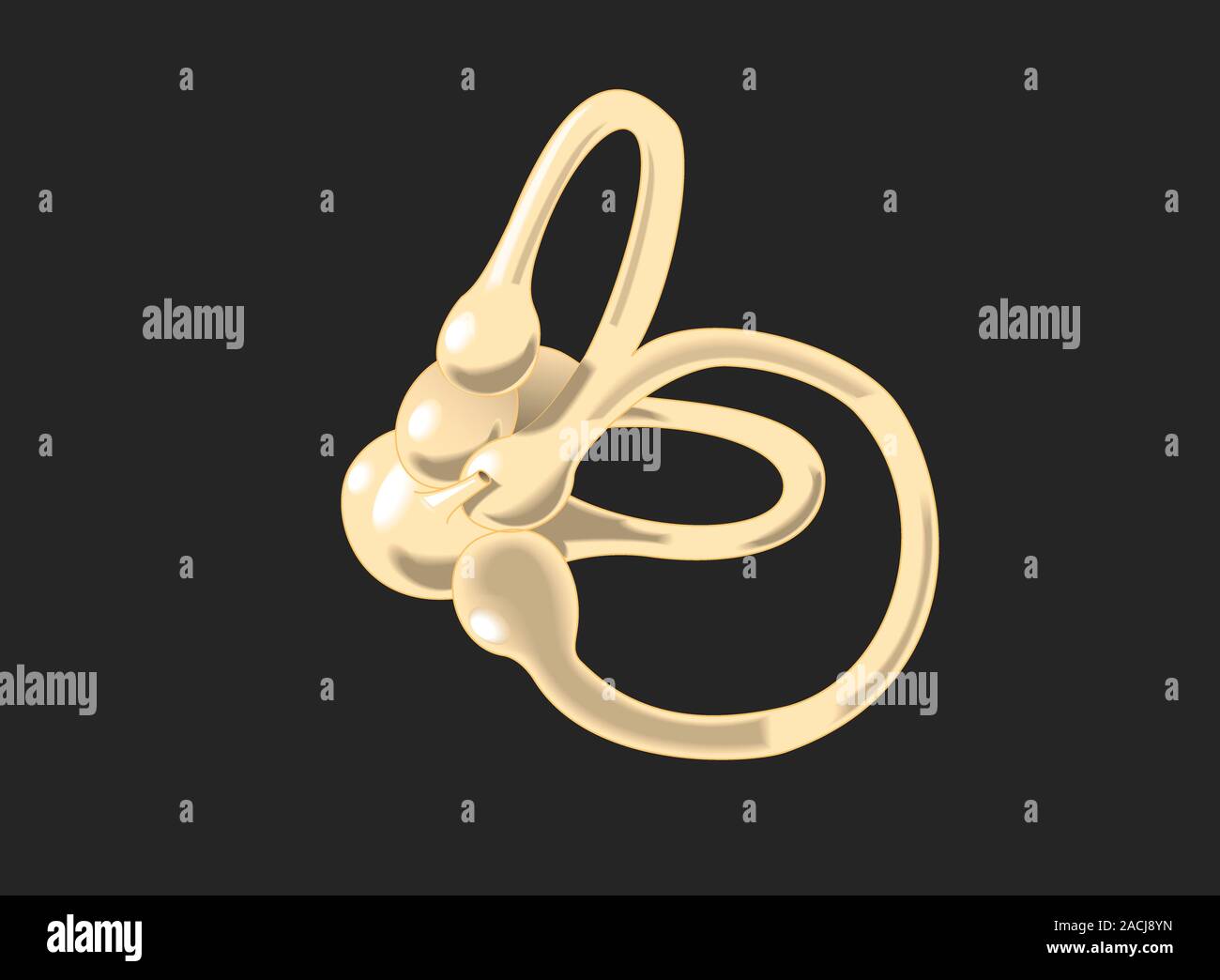 Semicircular canal. Artwork of the anatomical structure of the ...