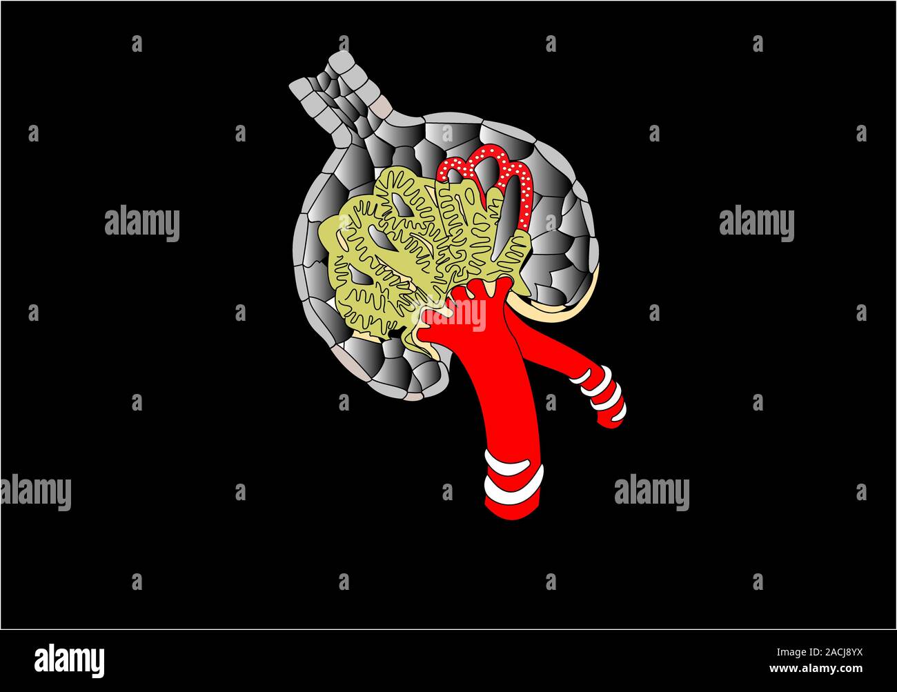 Bowman's capsule. Artwork showing the anatomical structure of a Bowman ...