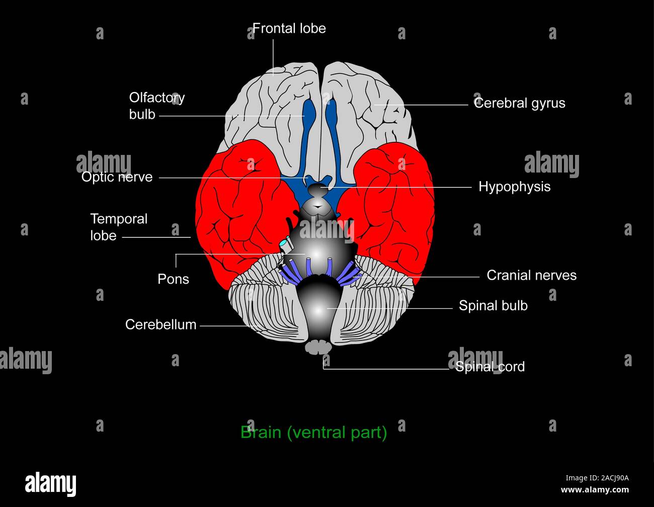 Brain anatomy. Diagram of the underside (ventral aspect) of the brain ...