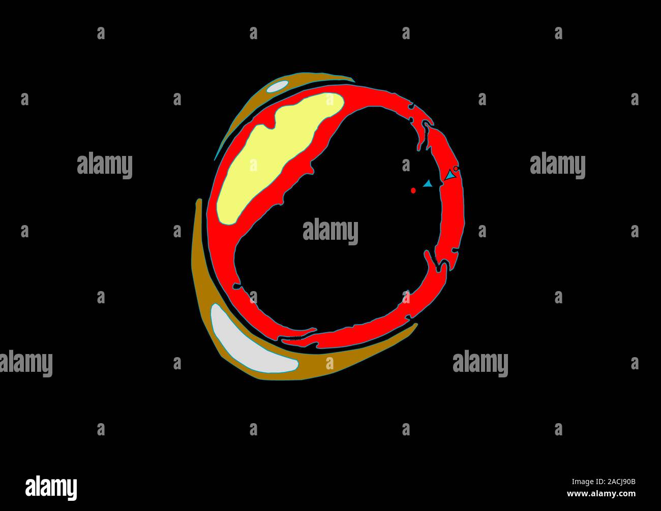 Capillary. Artwork showing the anatomical structure of a capillary seen ...