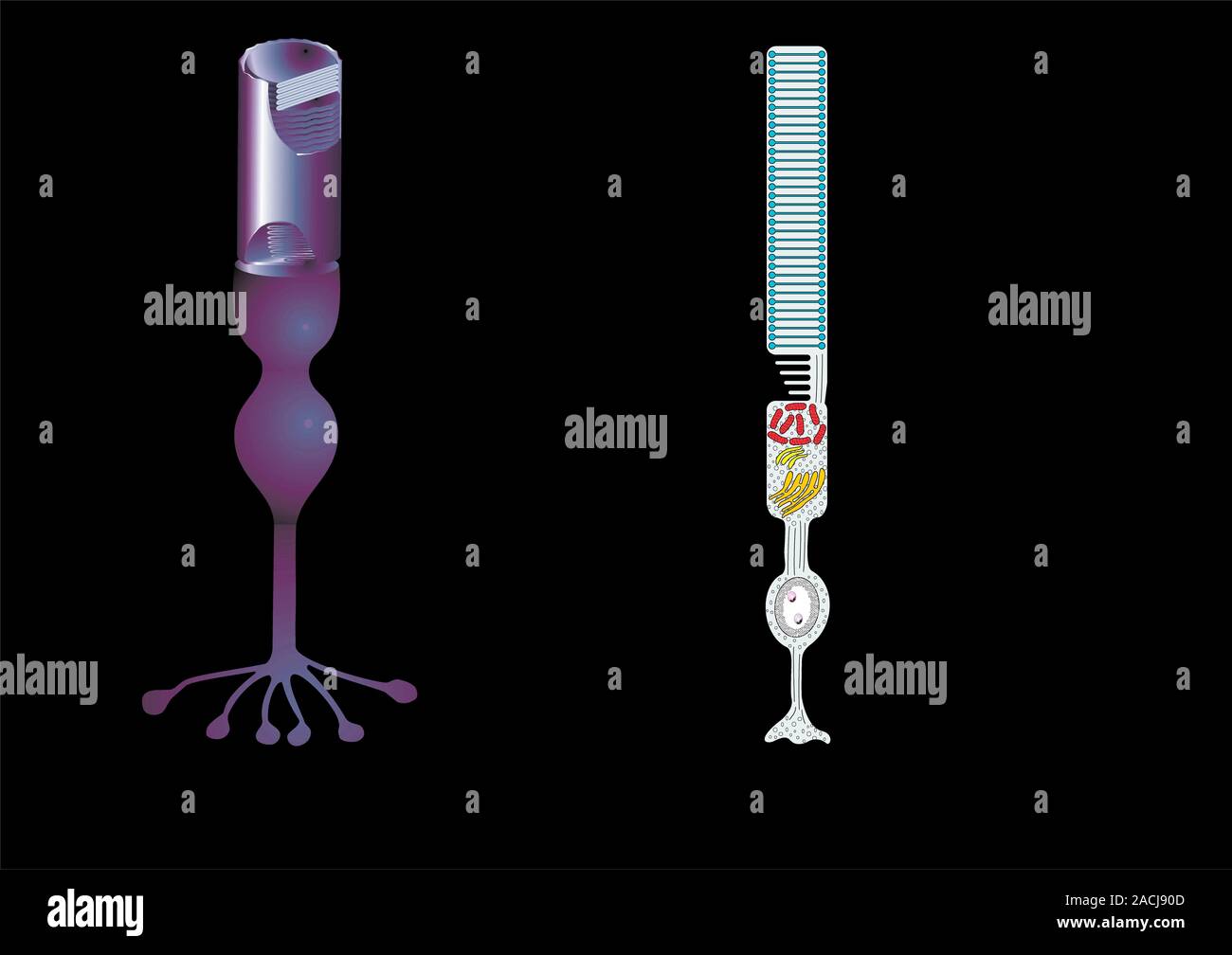 Retinal rod cell anatomy. Artwork of the external (left) and internal ...