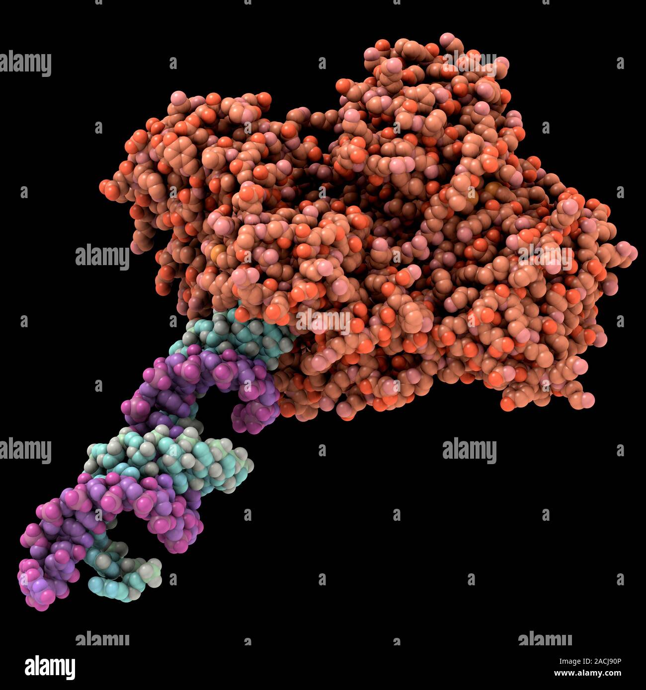 RNA-Induced Silencing Complex (RISC). Computer model showing the ...