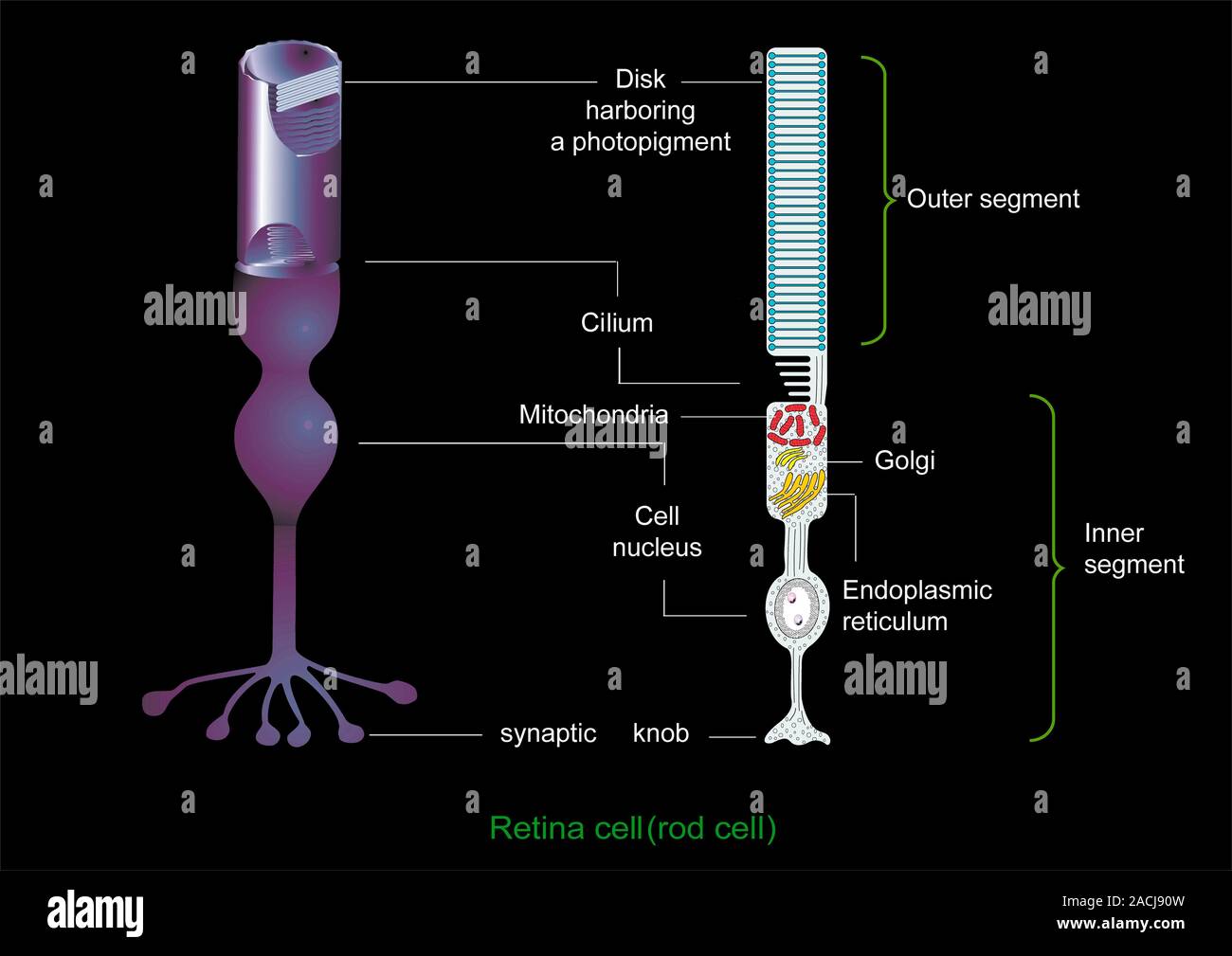Retinal rod cell anatomy. Diagram of the external (left) and internal ...