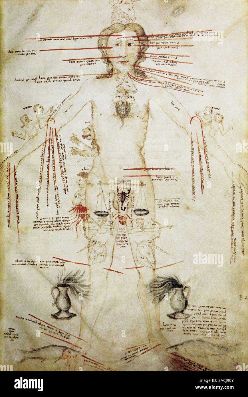 Zodiacal man. 15th-century manuscript page showing a human figure ...
