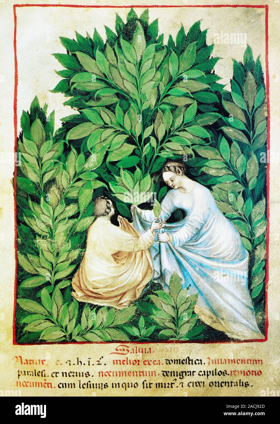 Herbal medicine. 15th-century manuscript page showing women gathering ...