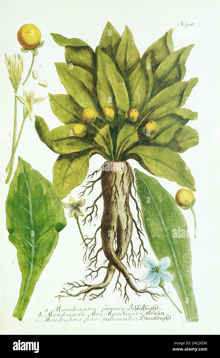 Mandrake plant, historical artwork. Different parts of the plant are ...