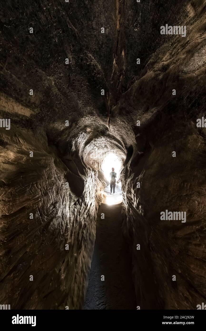 Fallen Monarch, a dead and hollow Giant Sequoia, Sequoiadendron ...