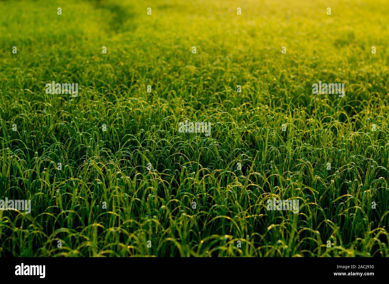 Rice Tree High Resolution Stock Photography and Images - Alamy