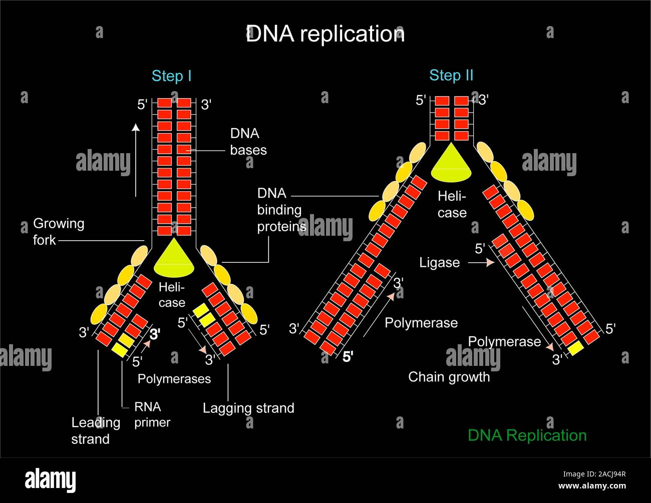DNA replication, computer artwork. DNA (deoxyribonucleic acid) is ...