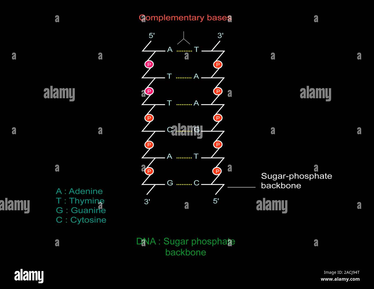 DNA molecule. Computer artwork of a double stranded DNA ...