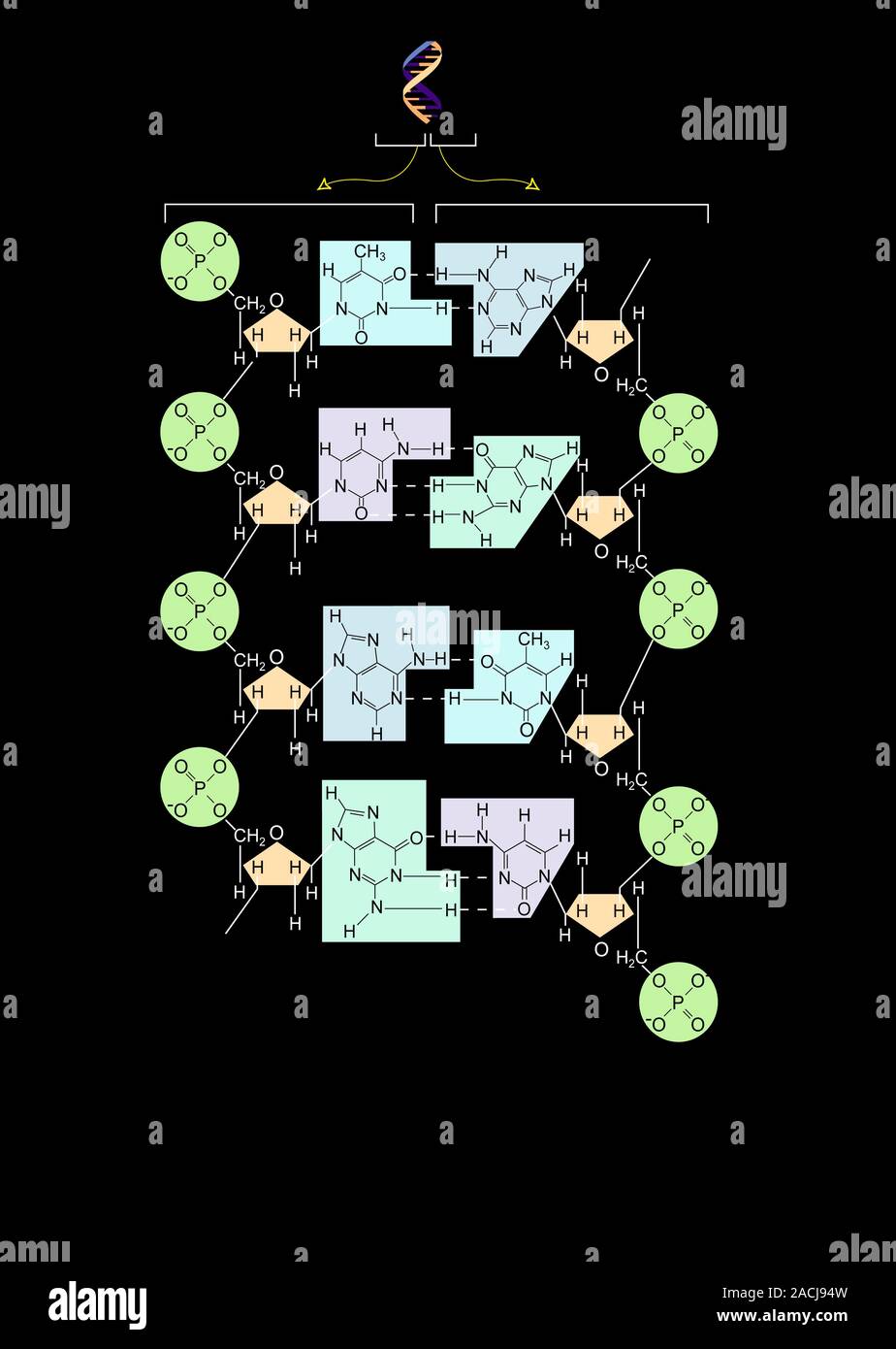 DNA molecule. Computer artwork of a double stranded DNA ...
