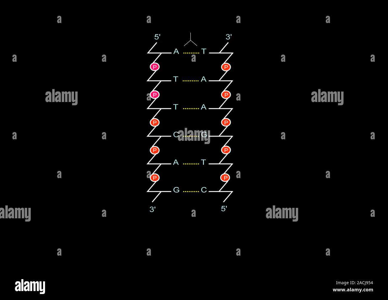 DNA molecule. Computer artwork of a double stranded DNA ...