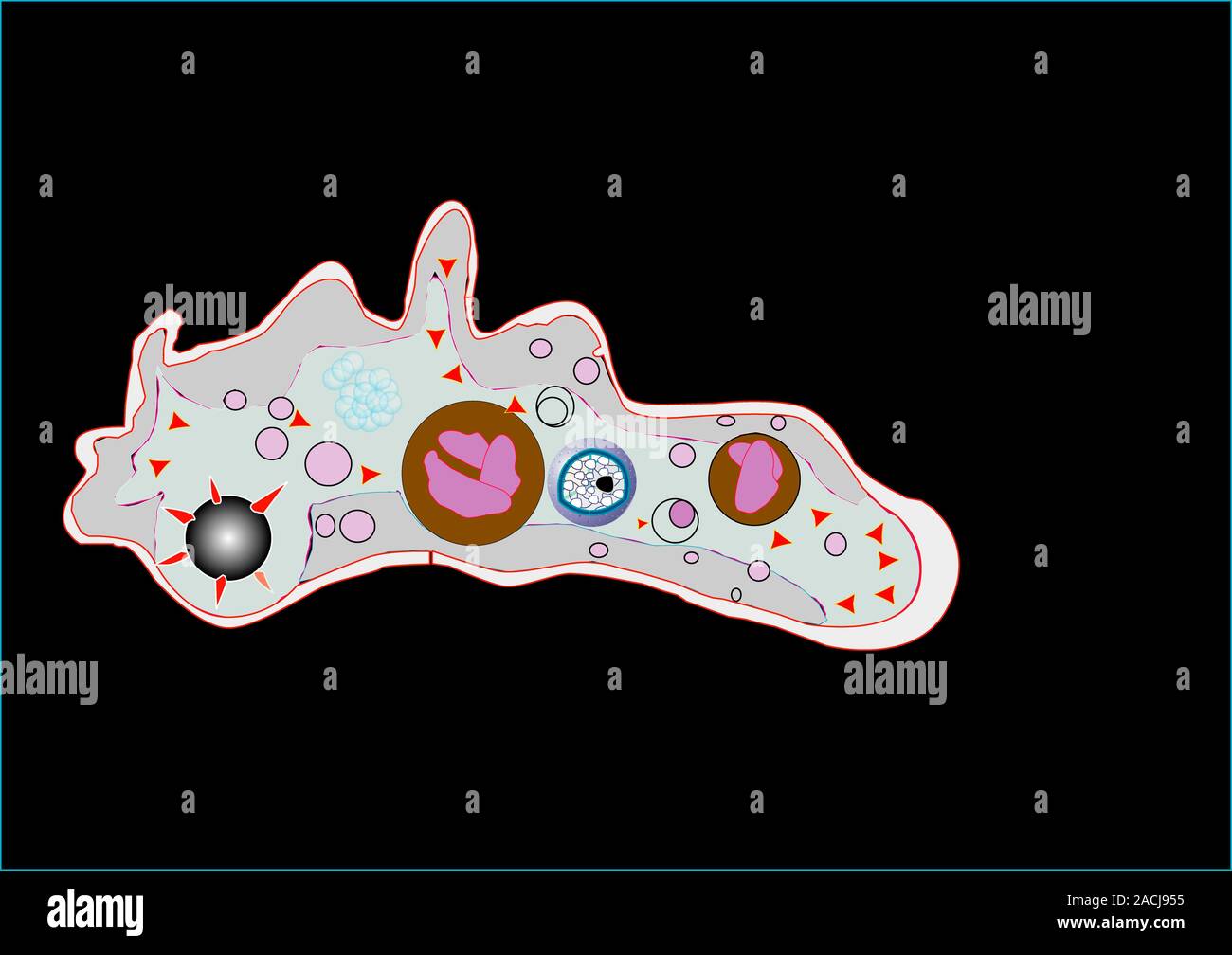 Amoeba. Computer artwork showing the cellular structure of an Amoeba ...