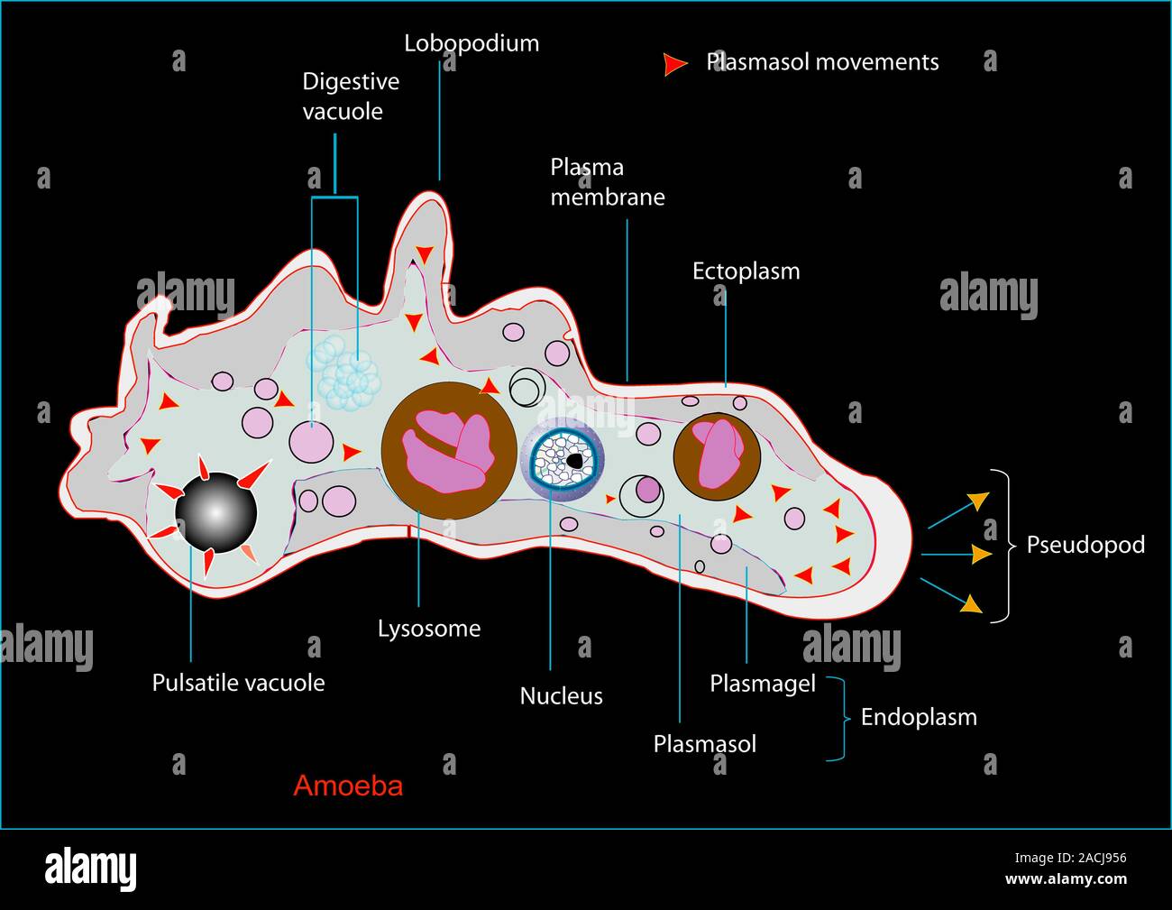 Amoeba. Computer artwork showing the cellular structure of an Amoeba ...