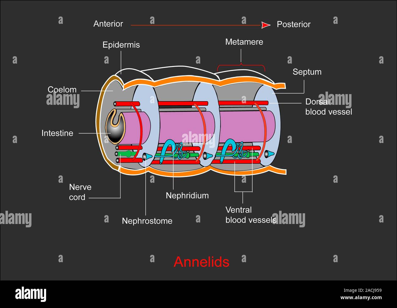 Annelid worm anatomy. Computer artwork showing the internal anatomy of ...