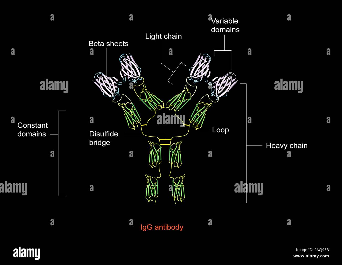 Antibody. Computer artwork showing the structure of a typical antibody ...
