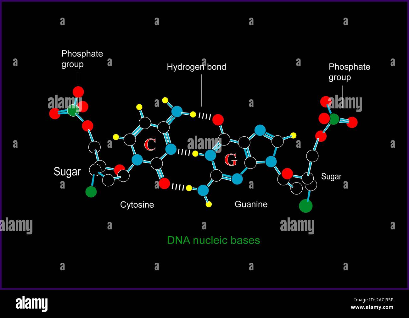 DNA nucleotides, computer artwork. Section of a double stranded DNA ...