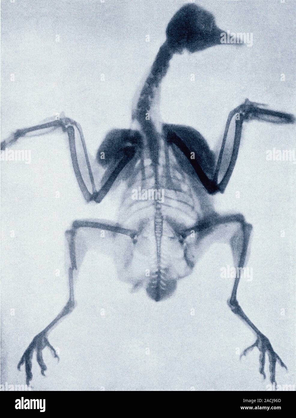 In 1895 Roentgen discovered a new kind of radiant energy which he named ...
