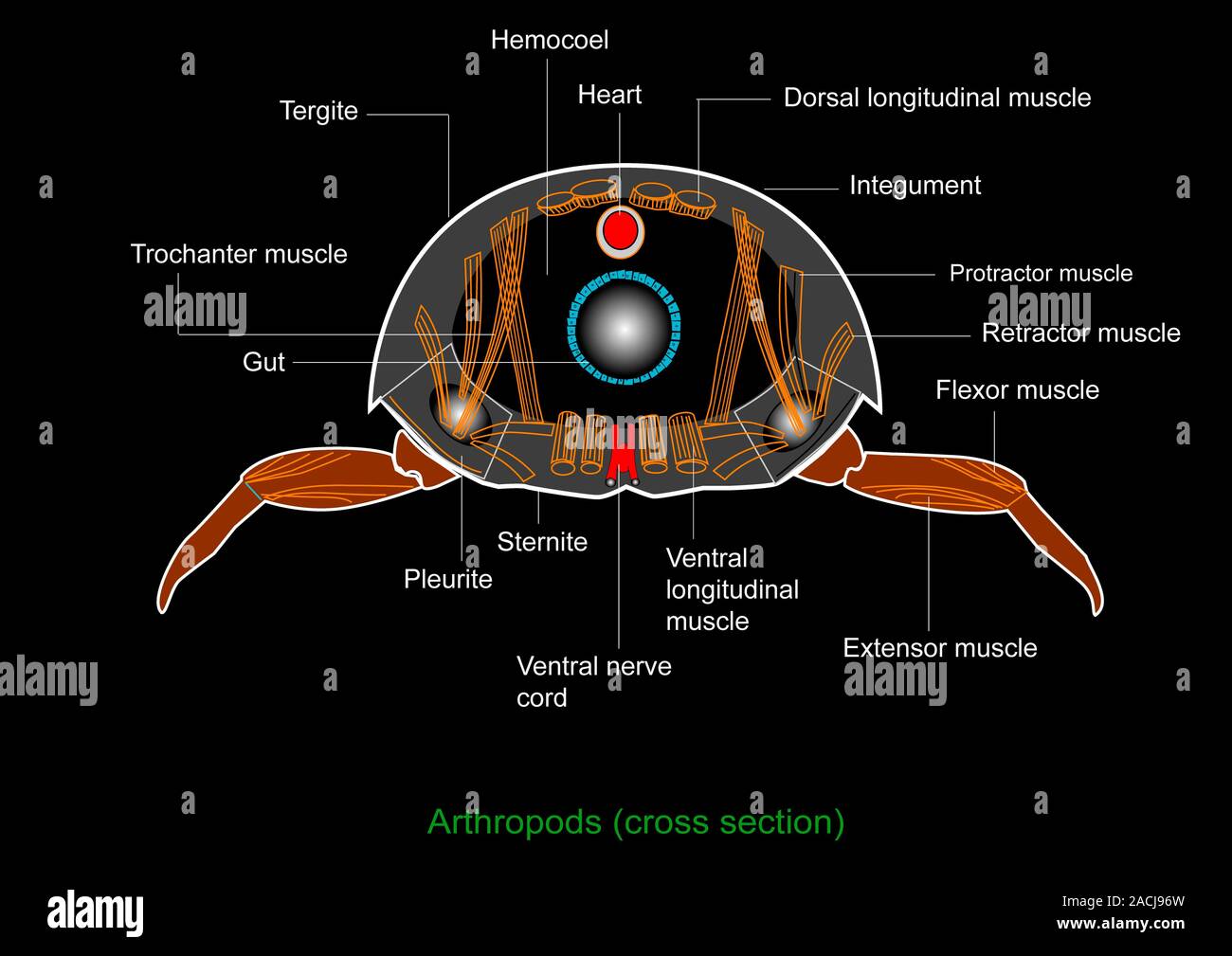 Arthropod Anatomy Computer Artwork Of A Cross Section Through The Body Of A Typical Arthropod 