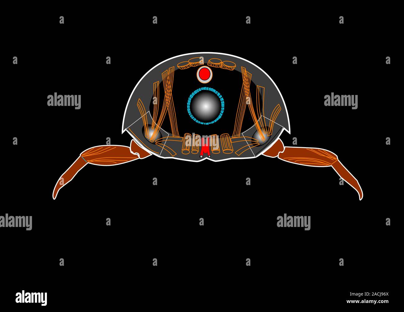 Arthropod anatomy. Computer artwork of a cross-section through the body ...