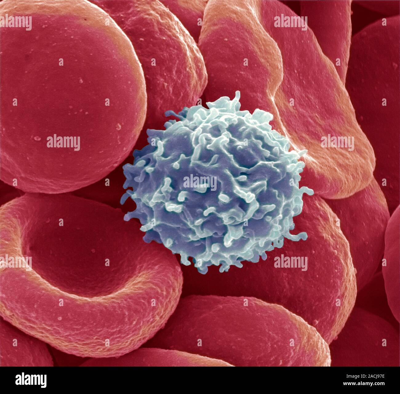 Blood cells. Coloured scanning electron micrograph (SEM) of red blood ...