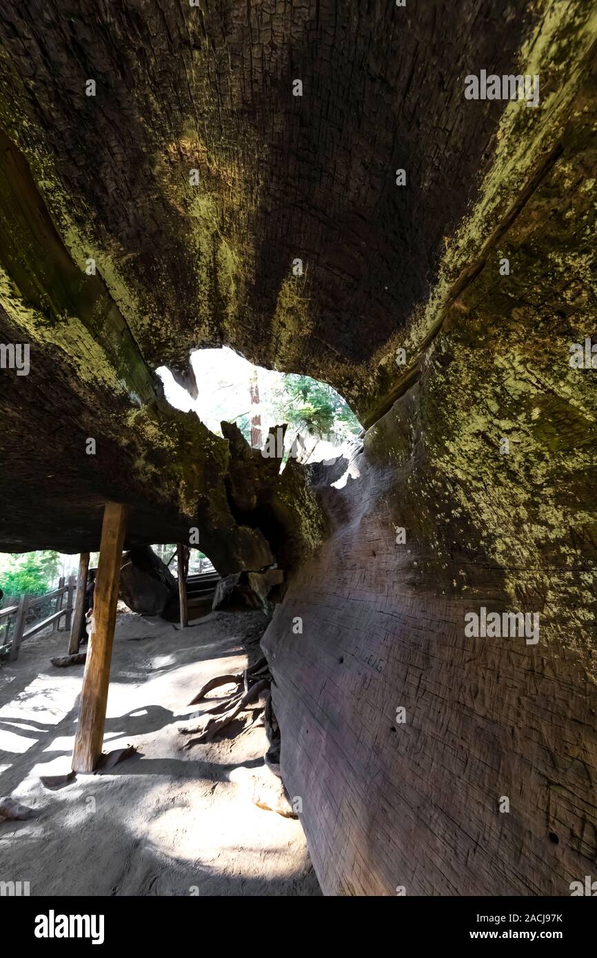 Fallen Monarch, a dead and hollow Giant Sequoia, Sequoiadendron ...