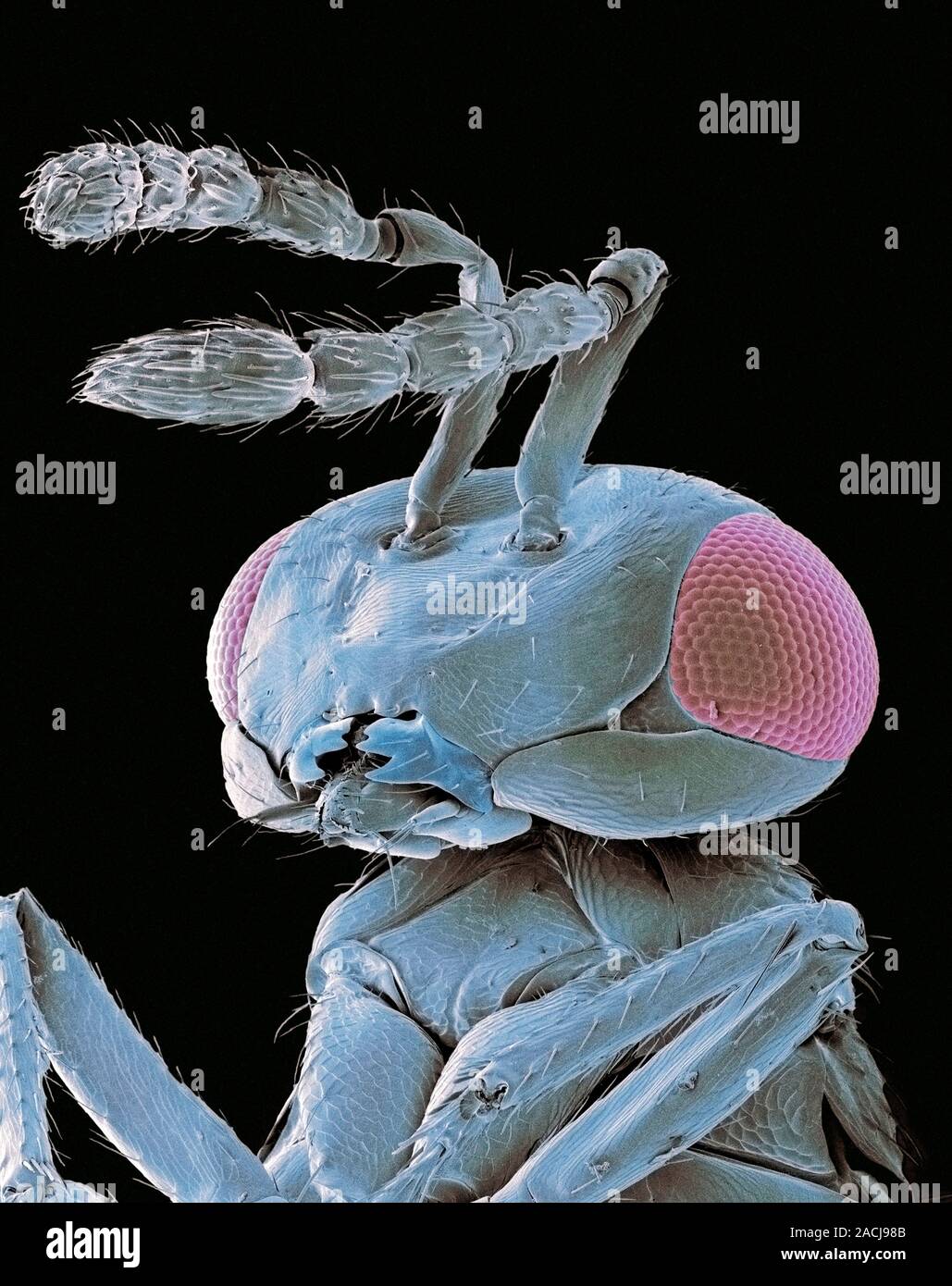 Parasitic wasp, coloured scanning electron micrograph (SEM). Parasitic ...