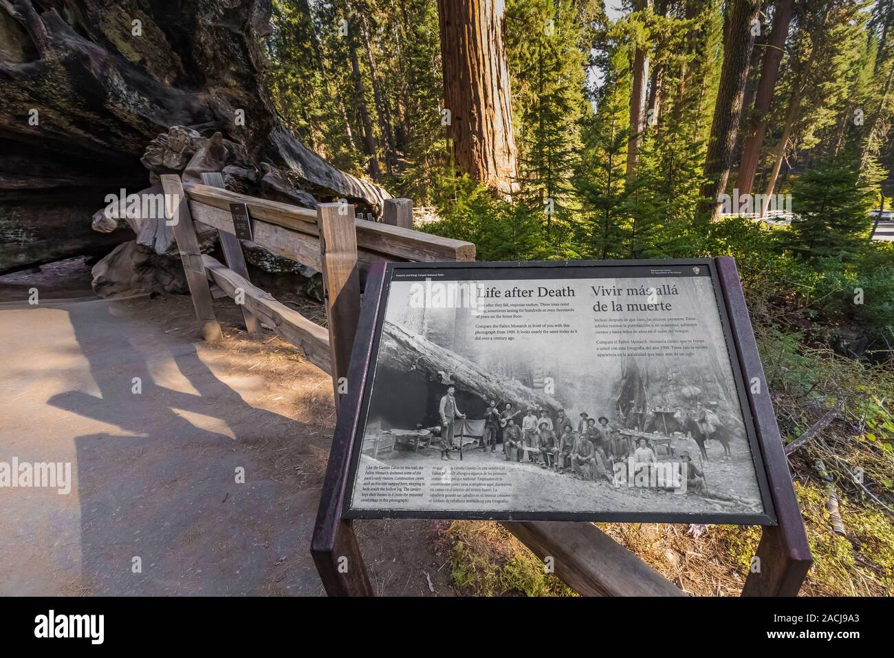 Interpretive sign for Fallen Monarch, a dead and hollow Giant Sequoia ...