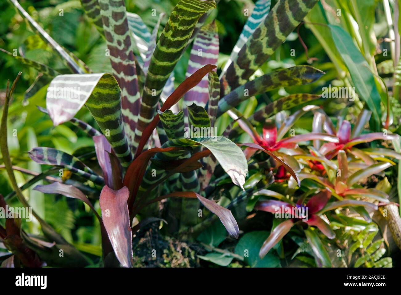 Bromeliad sp. plant with variegated foliage Stock Photo - Alamy