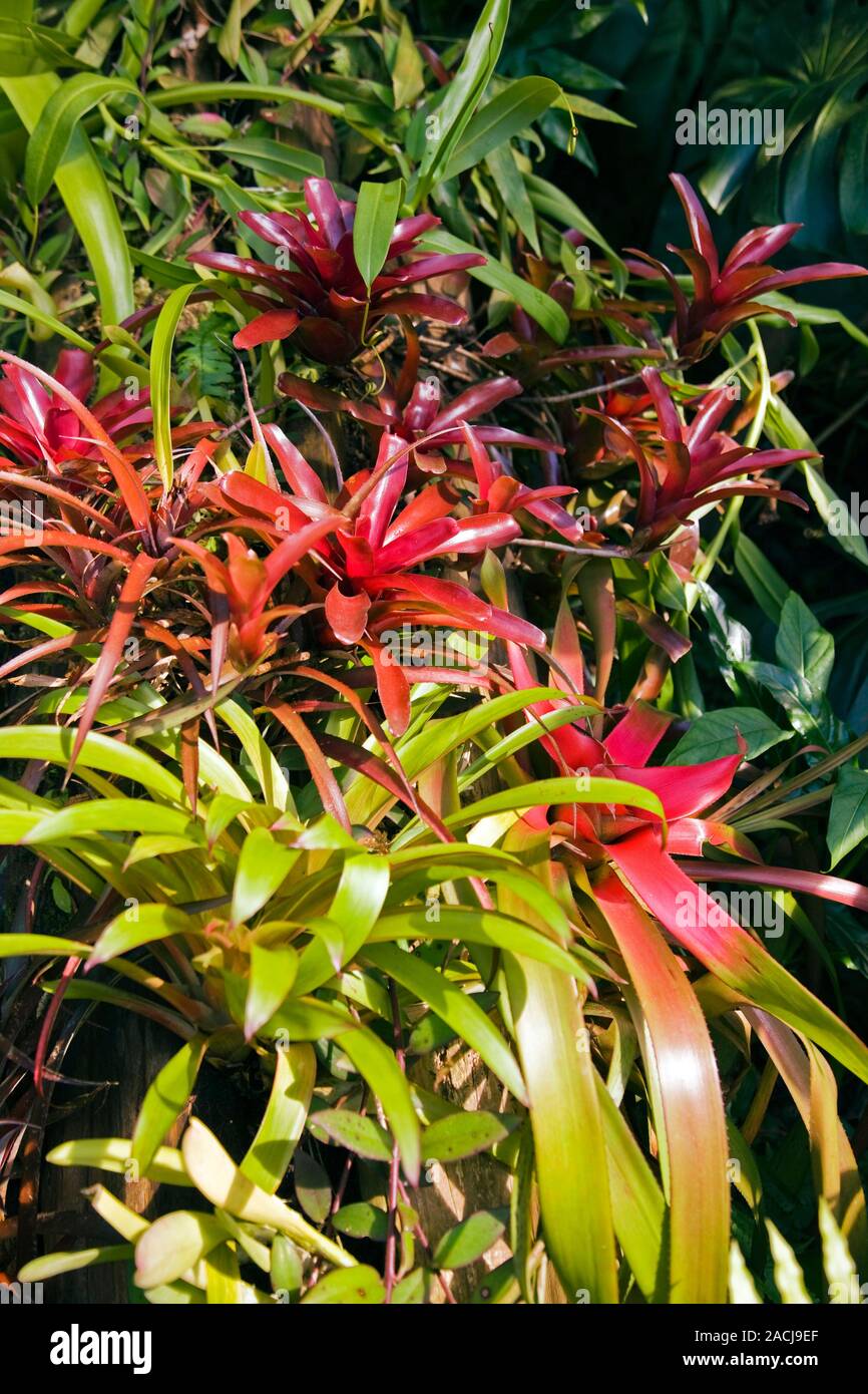 Bromeliad sp. plant Stock Photo - Alamy