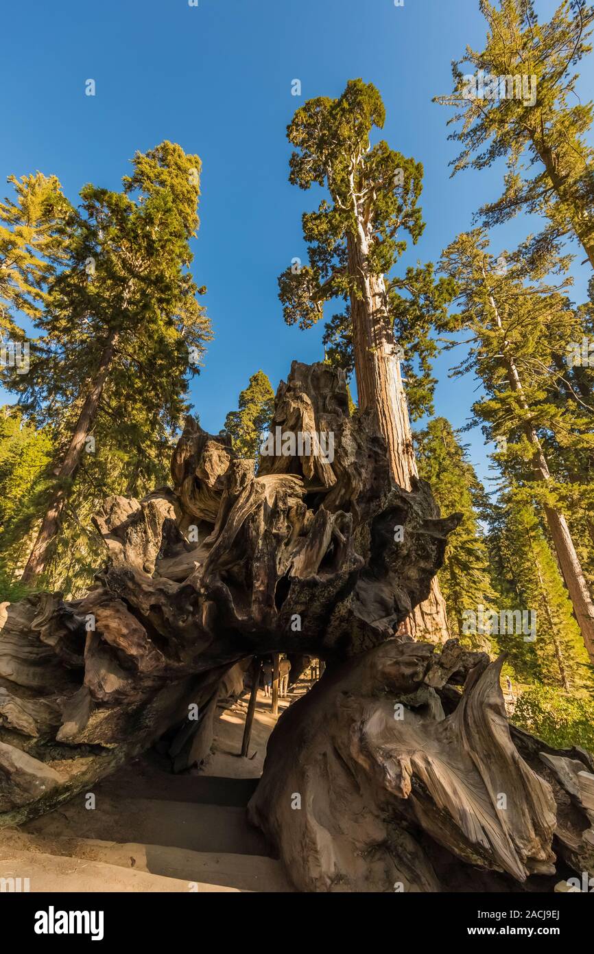 Fallen Monarch, a dead and hollow Giant Sequoia, Sequoiadendron ...