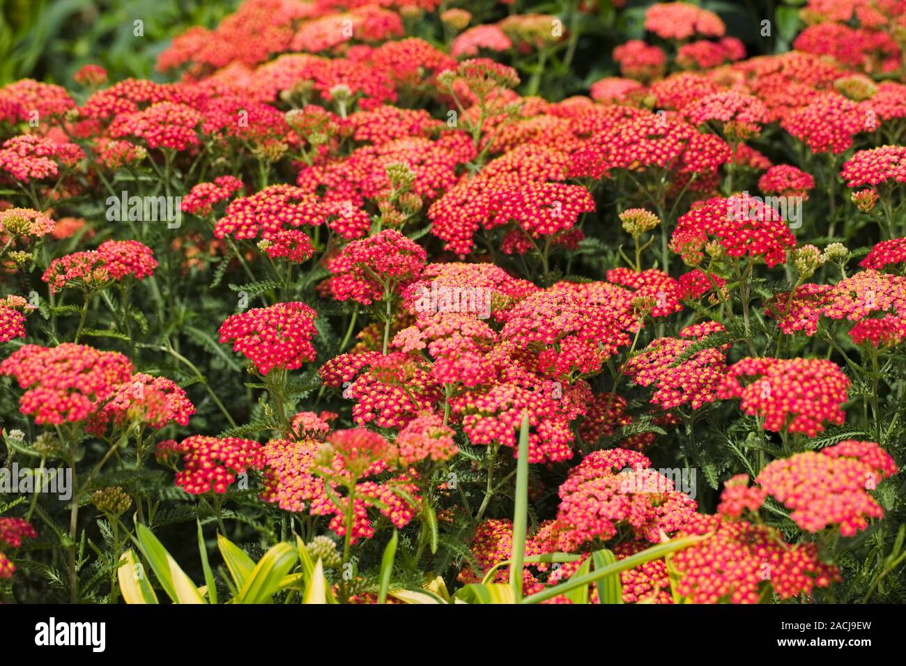 Yarrow (Achillea 'Paprika Galaxy Series') flowering in Summer Stock ...