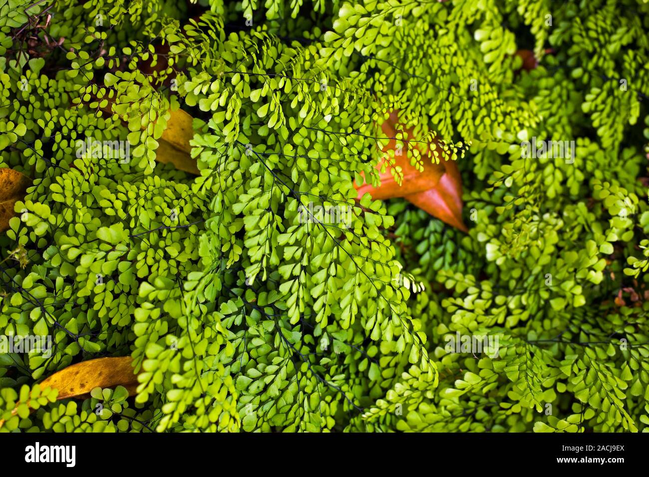 Himalayan Maidenhair Fern (Adiantum venustum) foliage Stock Photo - Alamy