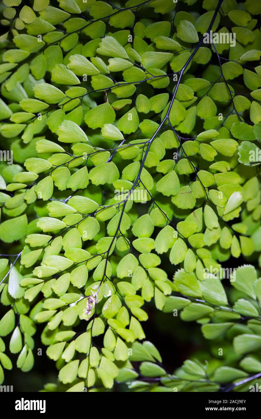 Himalayan Maidenhair Fern (Adiantum venustum Stock Photo - Alamy