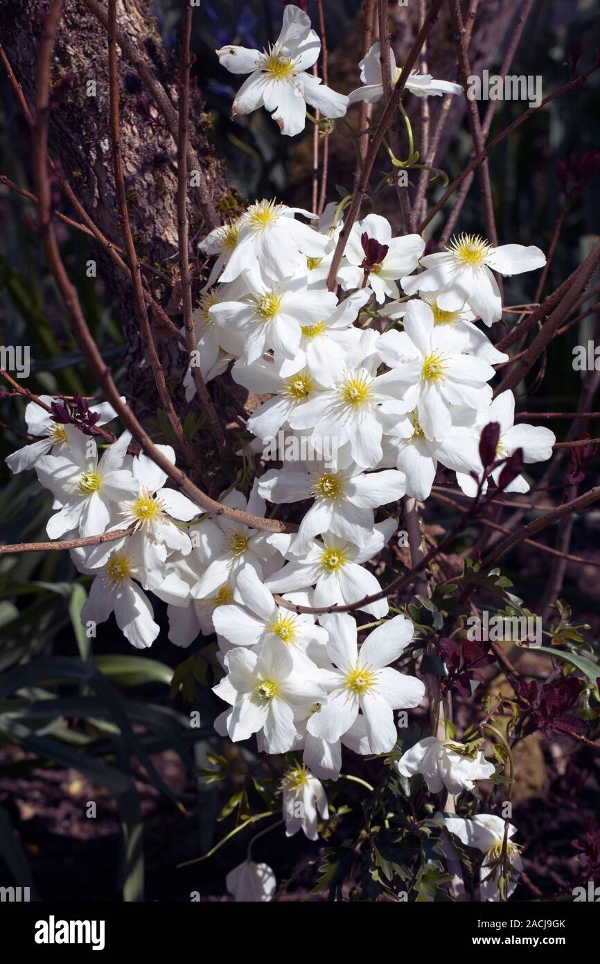 Clematis x cartmanii 'Avalanche' in flower Stock Photo - Alamy
