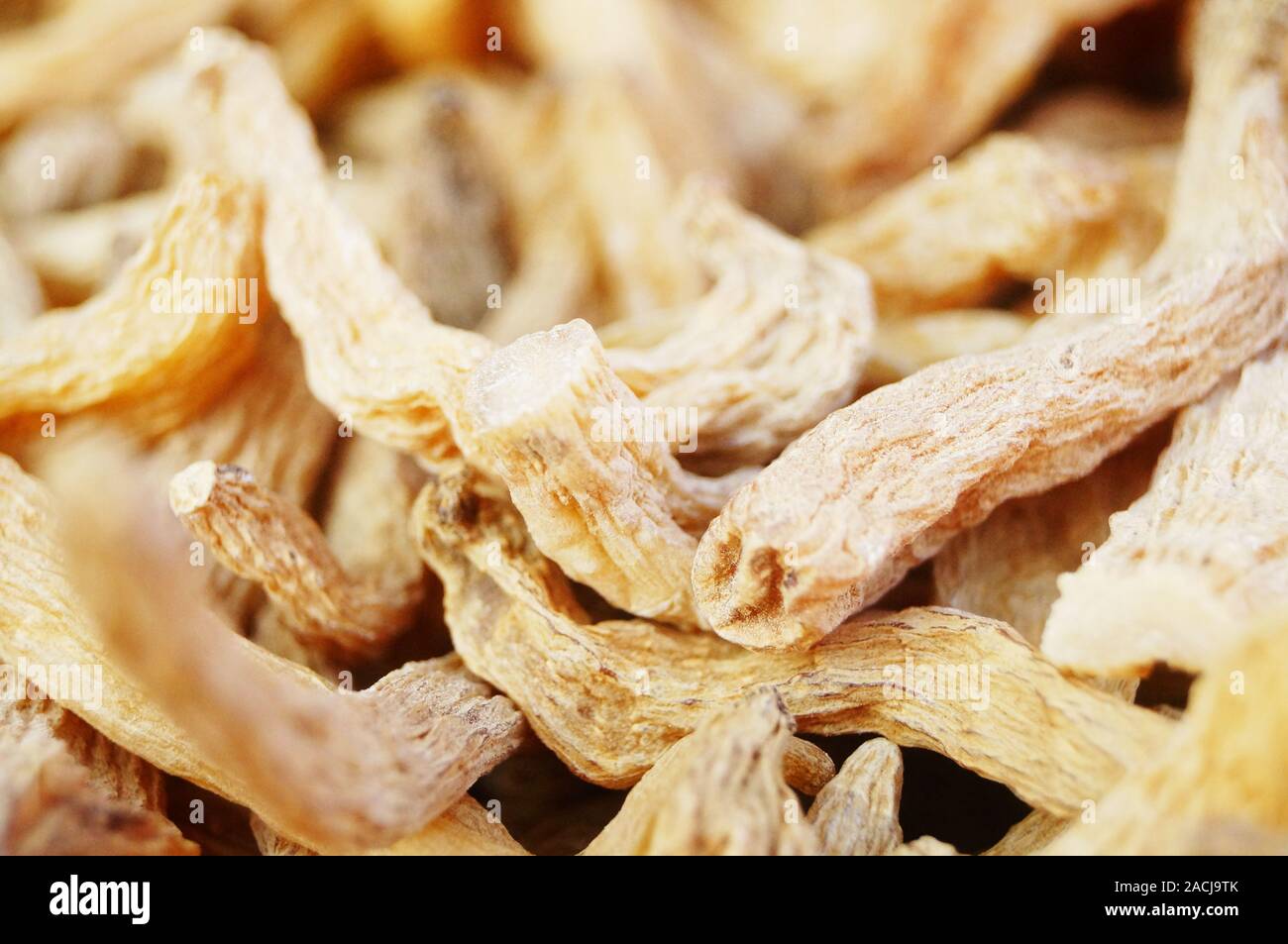 A close-up of the medicinal herb gastrodia elata Stock Photo - Alamy