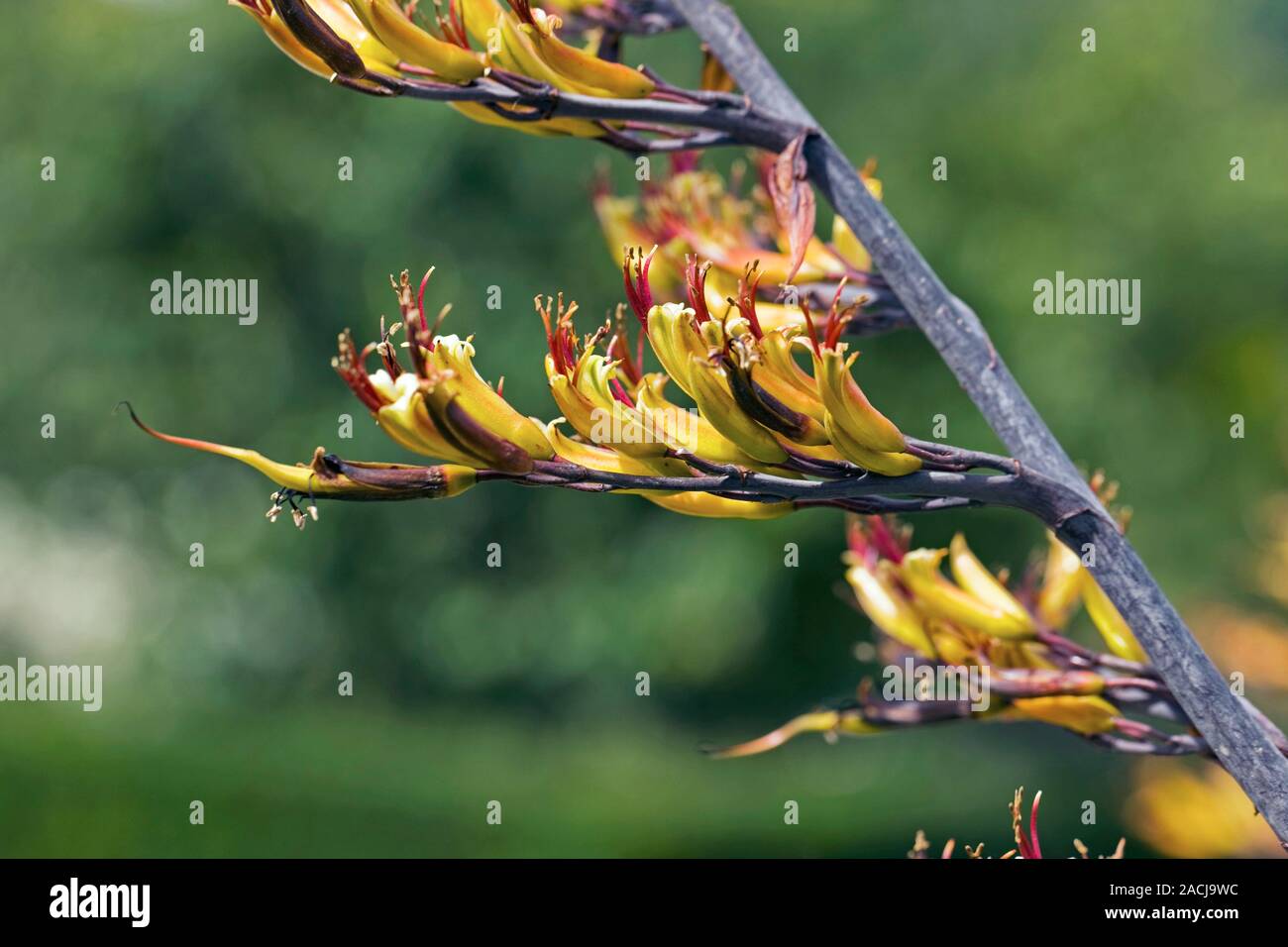 Phormium sp. flowering in Summer Stock Photo - Alamy