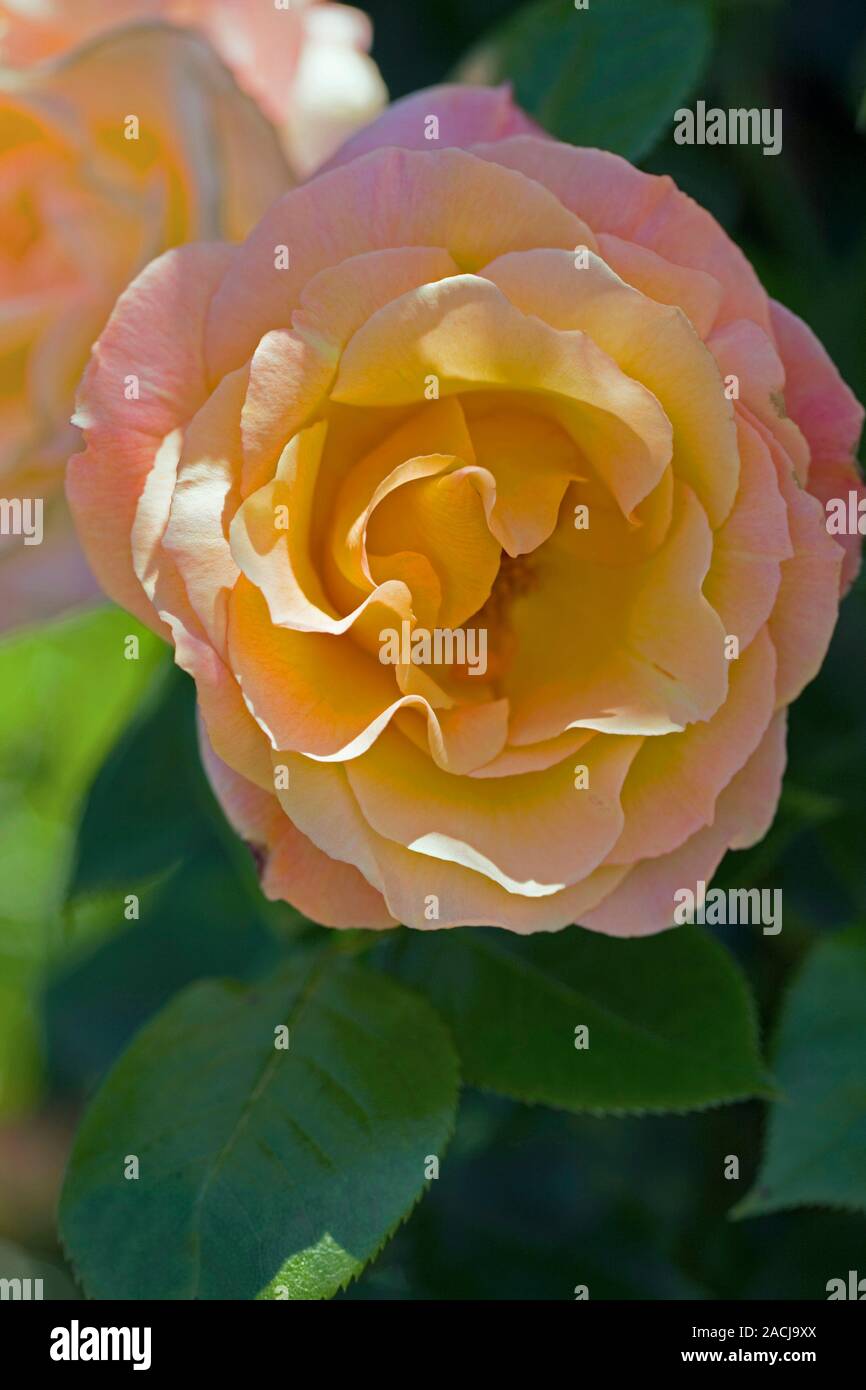 Rose (Rosa 'Della Balfour Harblend') flowering in Summer Stock Photo ...