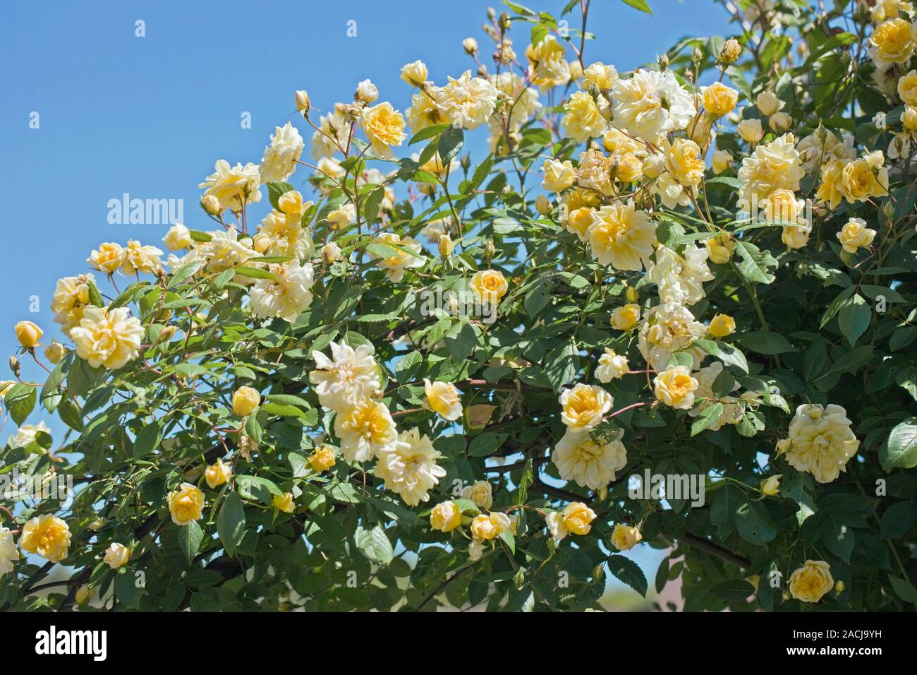 Rose (Rosa 'Goldfinch') flowering in Summer Stock Photo - Alamy
