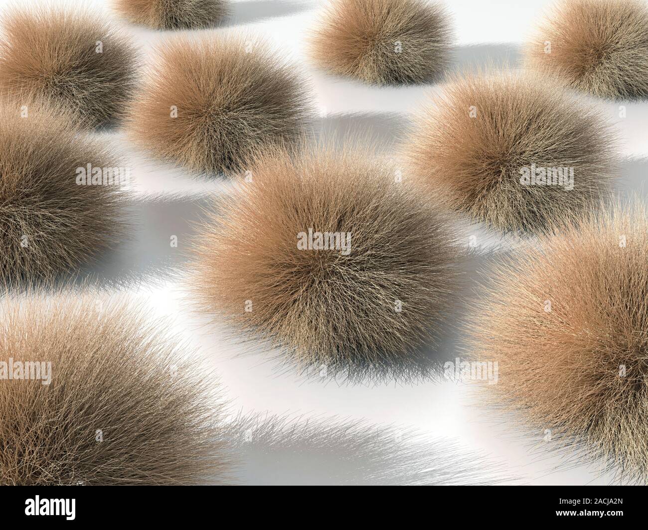 Fungal skin infection. Artwork of clumps of fungal hyphae (brown ...