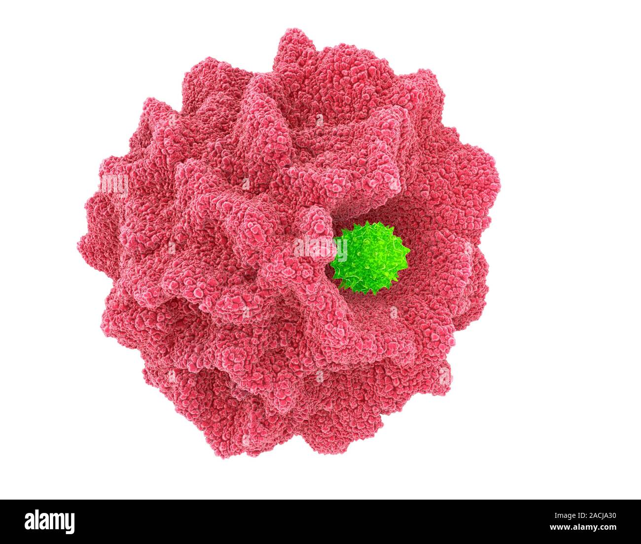 Macrophage engulfing pathogen. Artwork of a macrophage cell (pink ...
