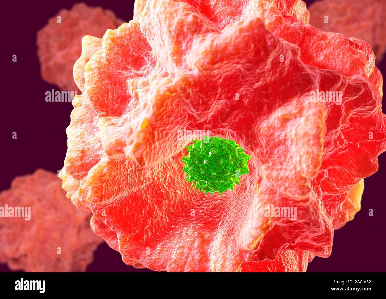 Macrophage engulfing pathogen. Artwork of a macrophage cell (pink ...
